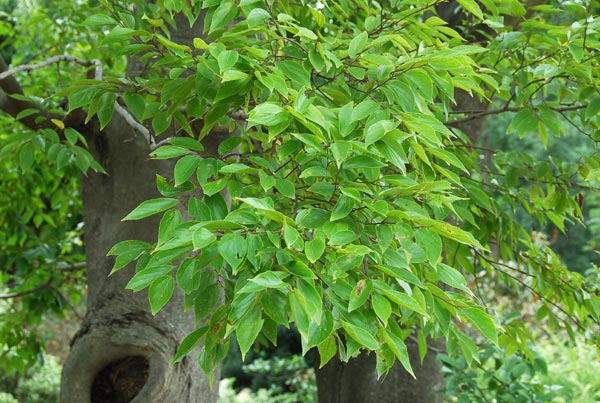 Plantsnap – Identify Plants, Trees, Mushrooms With An App