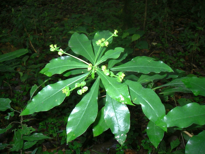How to care for Engler's spurge - Complete Plant Care Guide | PlantSnap ...