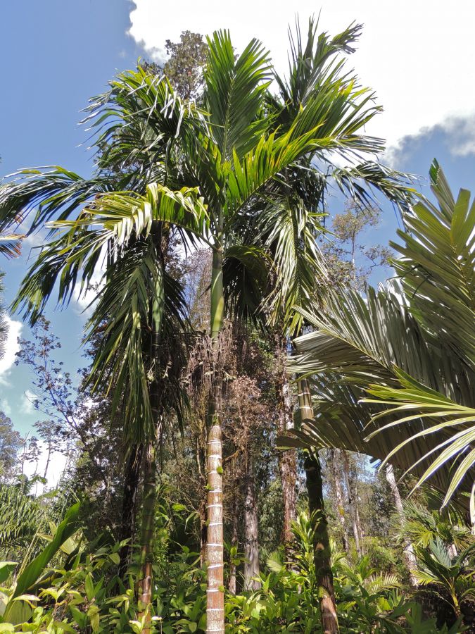 Plantsnap – Identify Plants, Trees, Mushrooms With An App