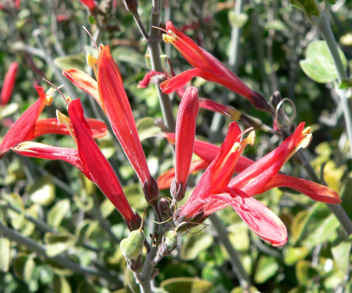How to care for Chuparosa - Complete Plant Care Guide | PlantSnap ...