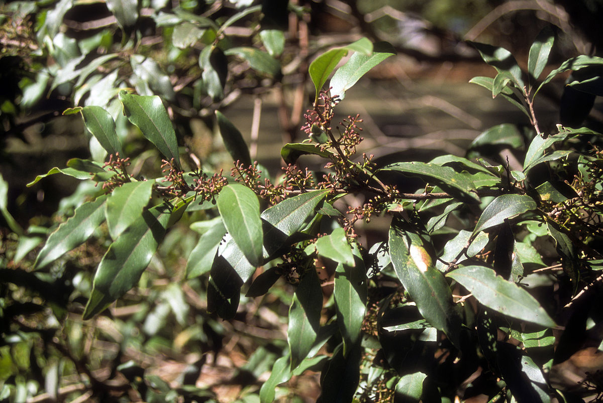 Plantsnap – Identify Plants, Trees, Mushrooms With An App