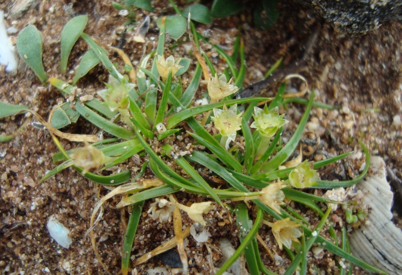 Plantsnap – Identify Plants, Trees, Mushrooms With An App