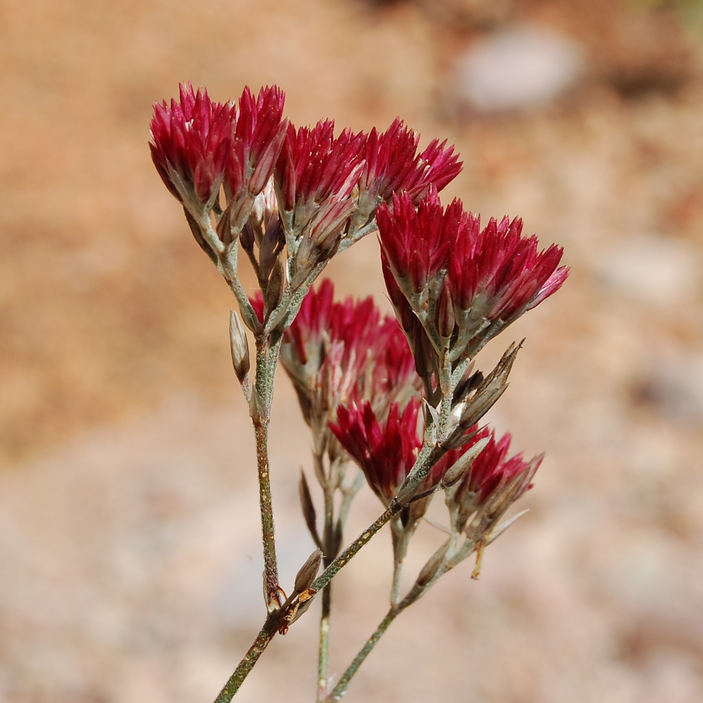 How to care for Long-flowered polycarpaea - Complete Plant Care Guide ...