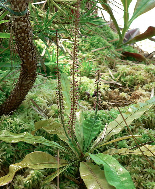 Plantsnap – Identify Plants, Trees, Mushrooms With An App