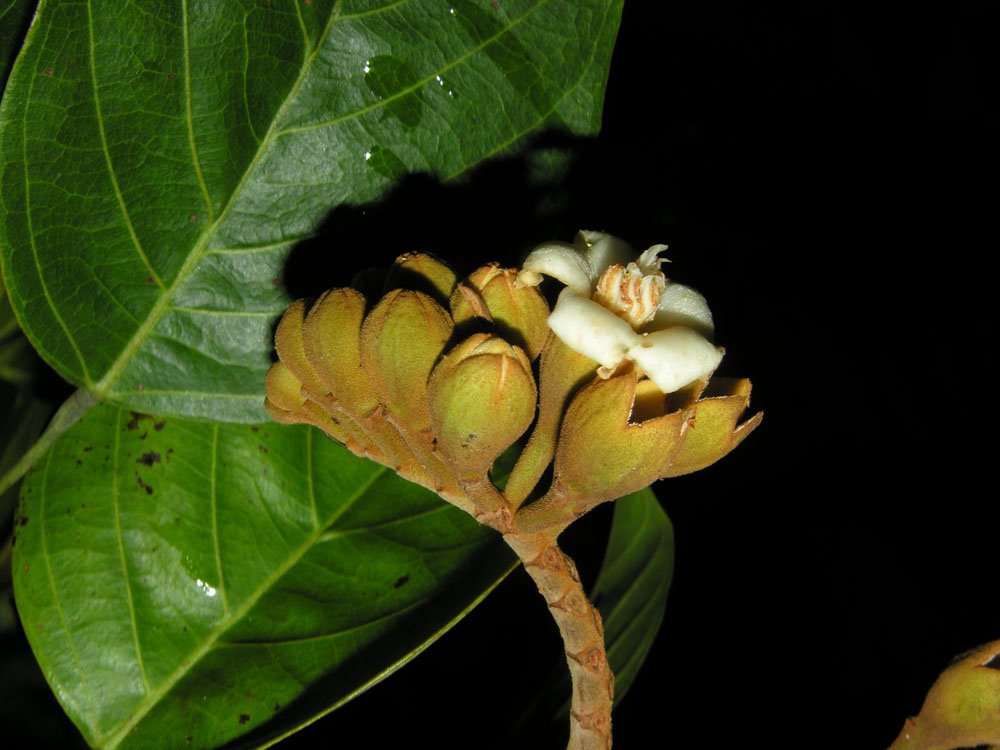 Allen's huberodendron - Plantsnap - Identify Plants, Trees, Mushrooms ...