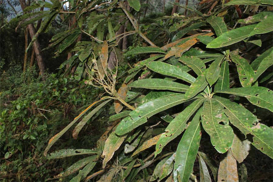 Plantsnap – Identify Plants, Trees, Mushrooms With An App