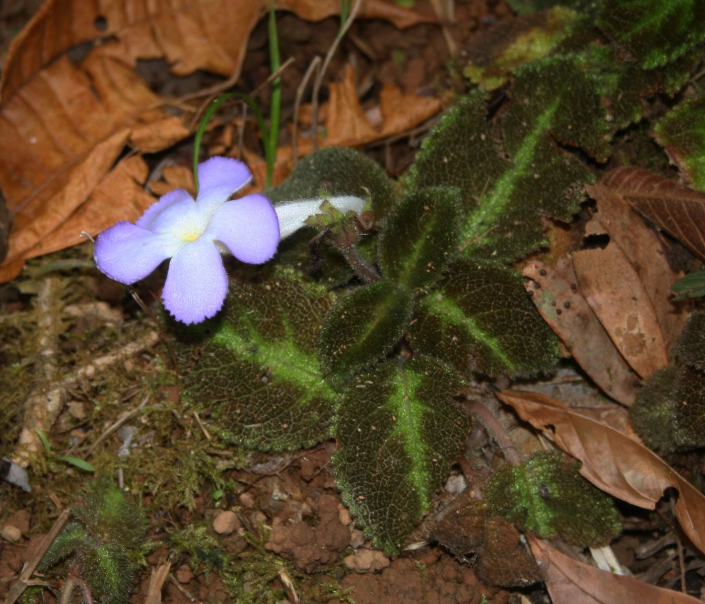 Plantsnap – Identify Plants, Trees, Mushrooms With An App