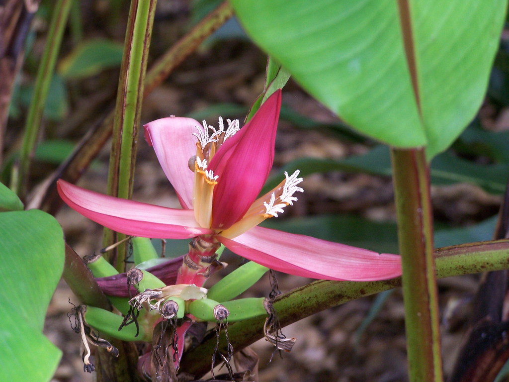Plantsnap – Identify Plants, Trees, Mushrooms With An App