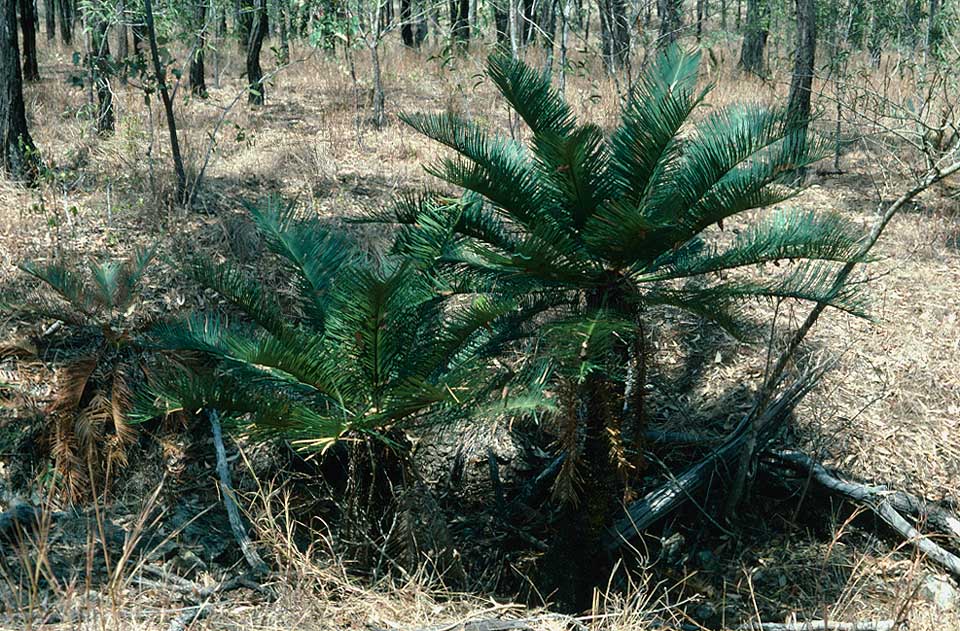 Plantsnap – Identify Plants, Trees, Mushrooms With An App