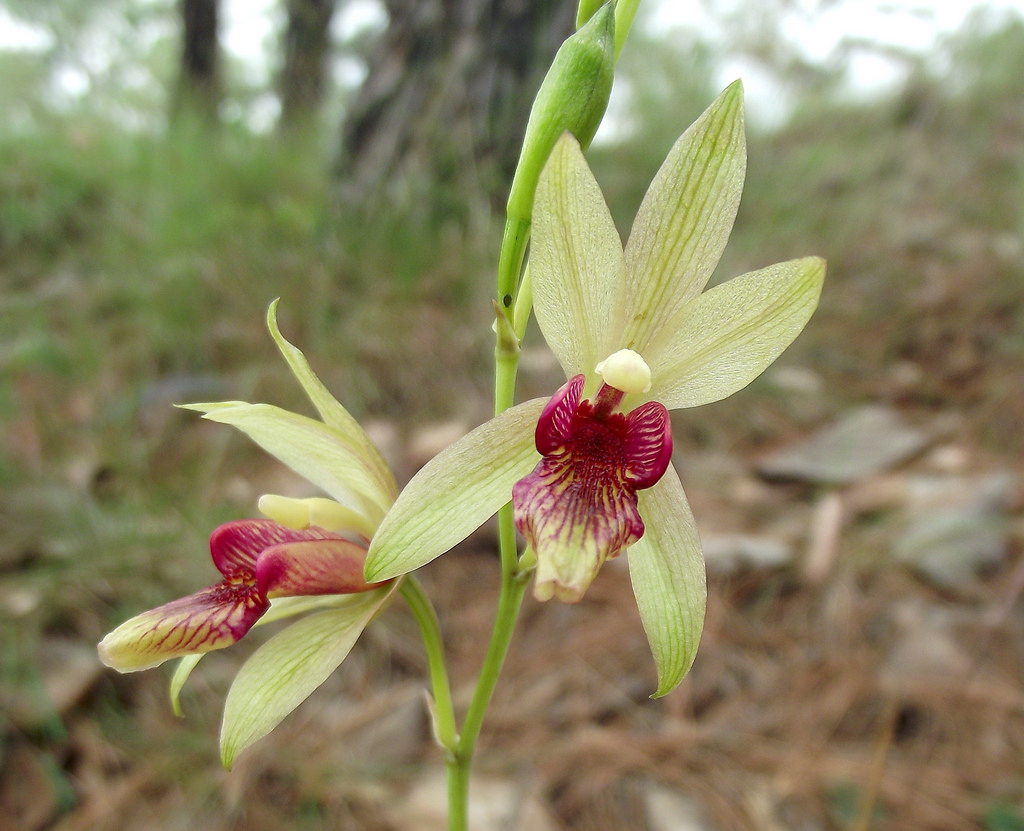 Plantsnap – Identify Plants, Trees, Mushrooms With An App