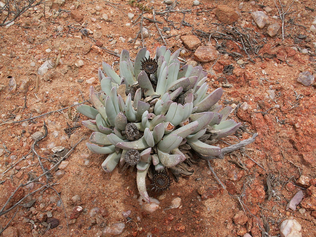 Plantsnap – Identify Plants, Trees, Mushrooms With An App