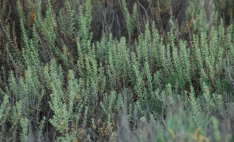 Plantsnap – Identify Plants, Trees, Mushrooms With An App