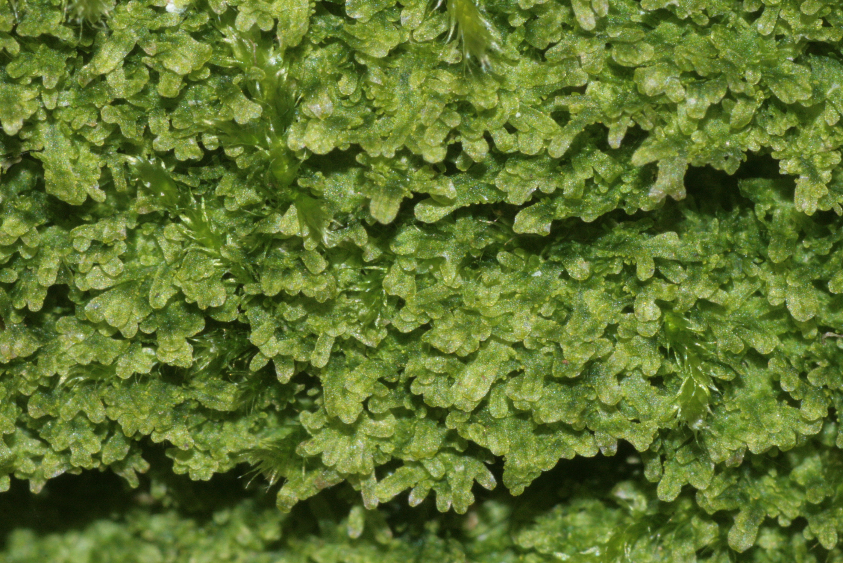 Plantsnap – Identify Plants, Trees, Mushrooms With An App