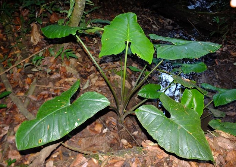 Plantsnap – Identify Plants, Trees, Mushrooms With An App