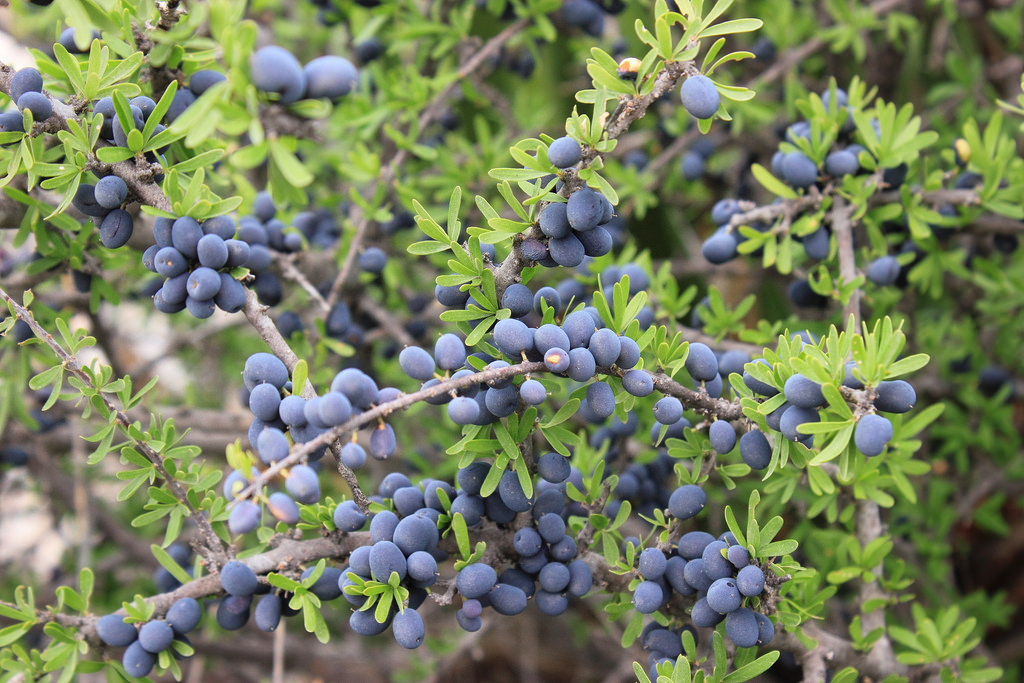 Plantsnap – Identify Plants, Trees, Mushrooms With An App