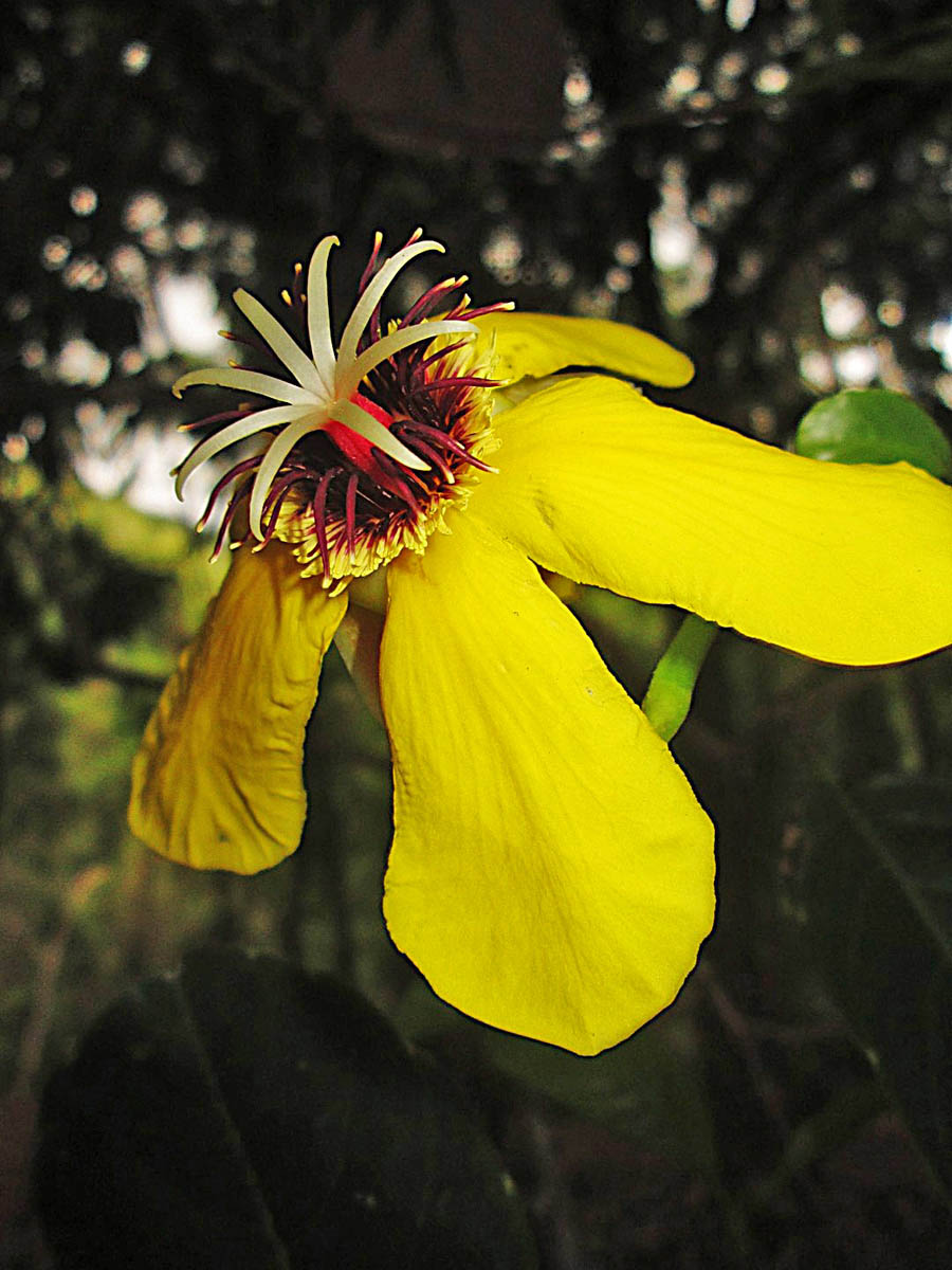 Plantsnap – Identify Plants, Trees, Mushrooms With An App