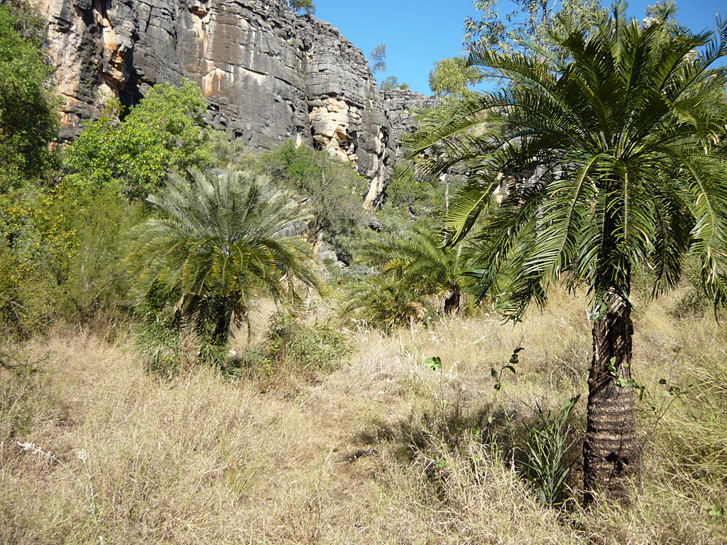 Plantsnap – Identify Plants, Trees, Mushrooms With An App