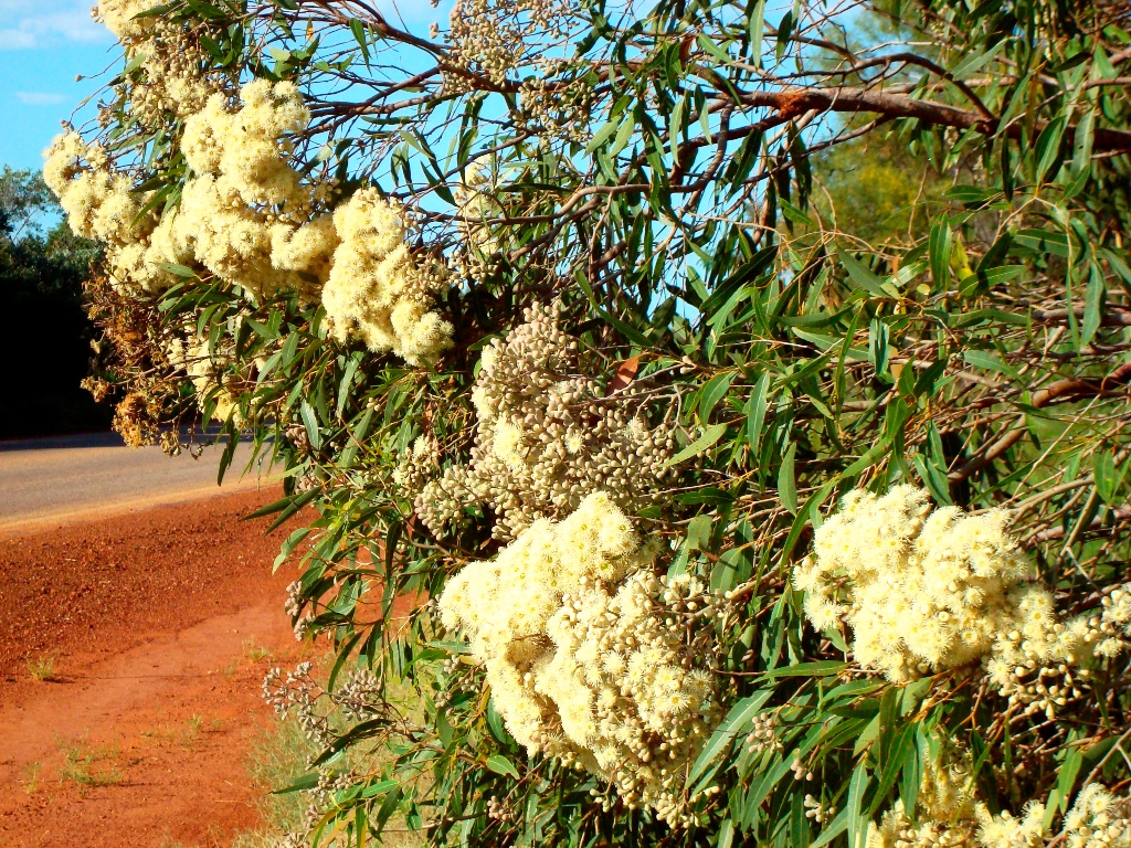 Plantsnap – Identify Plants, Trees, Mushrooms With An App