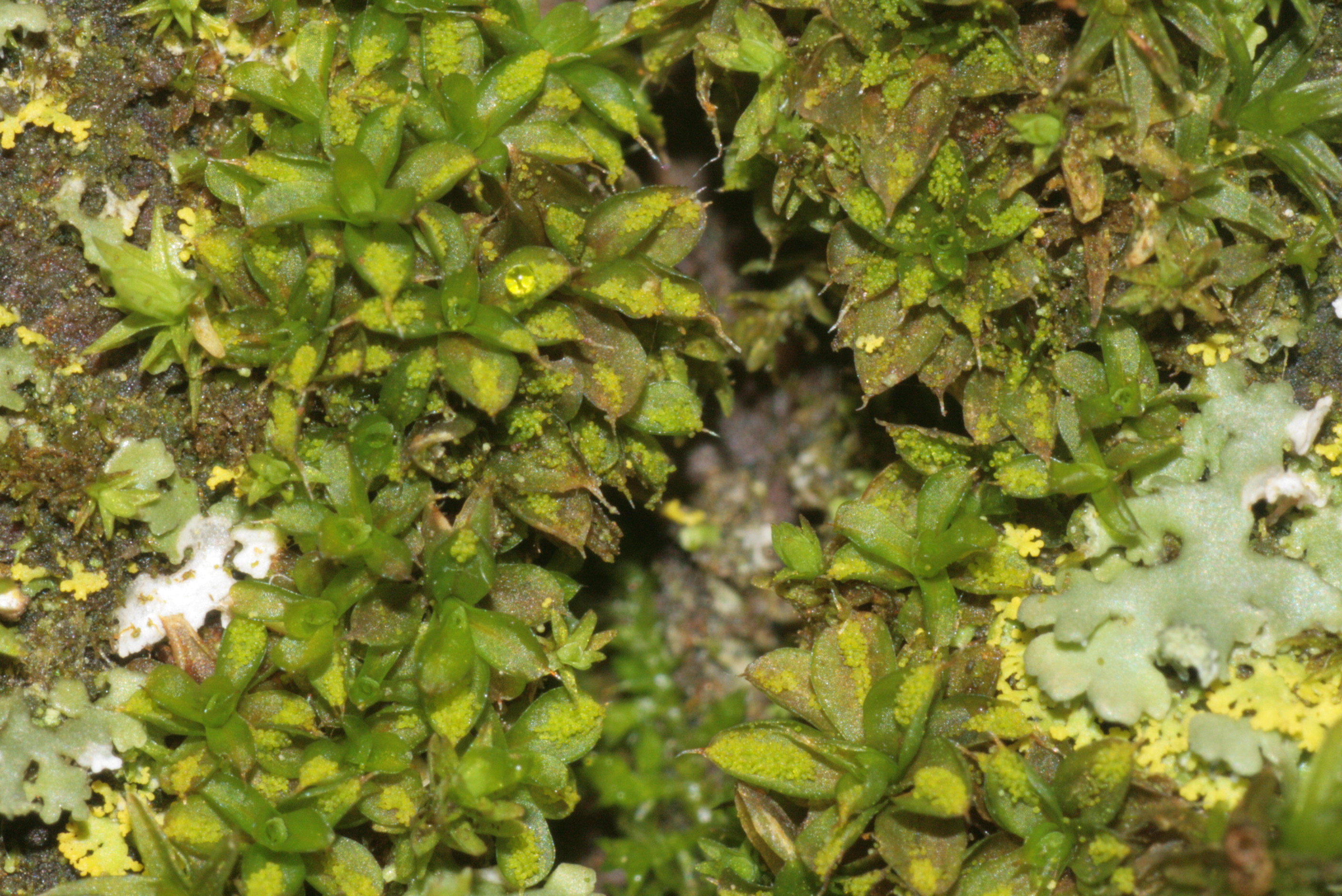 Plantsnap – Identify Plants, Trees, Mushrooms With An App