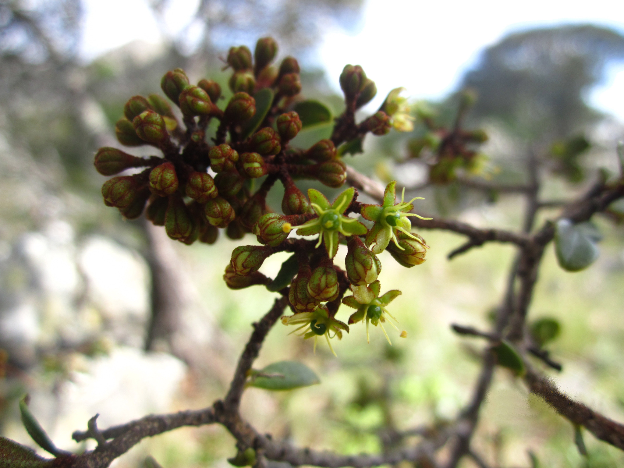 Plantsnap – Identify Plants, Trees, Mushrooms With An App