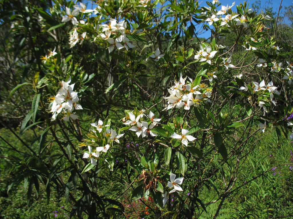 Plantsnap – Identify Plants, Trees, Mushrooms With An App