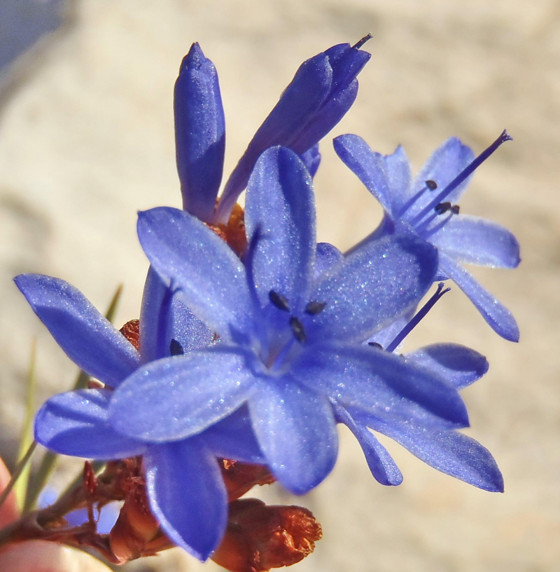 Plantsnap – Identify Plants, Trees, Mushrooms With An App