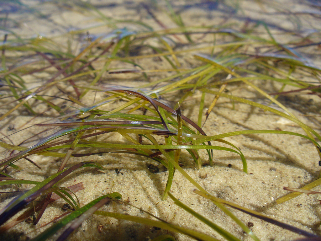 Plantsnap – Identify Plants, Trees, Mushrooms With An App