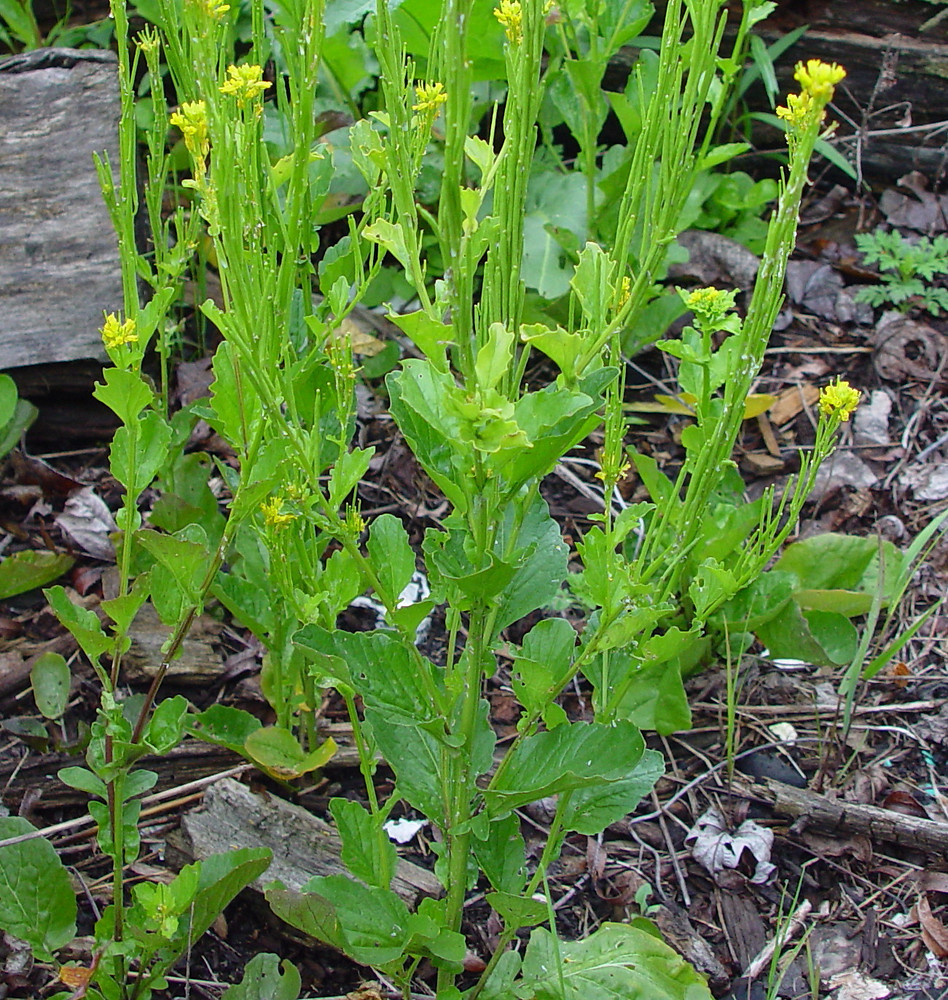 Plantsnap – Identify Plants, Trees, Mushrooms With An App