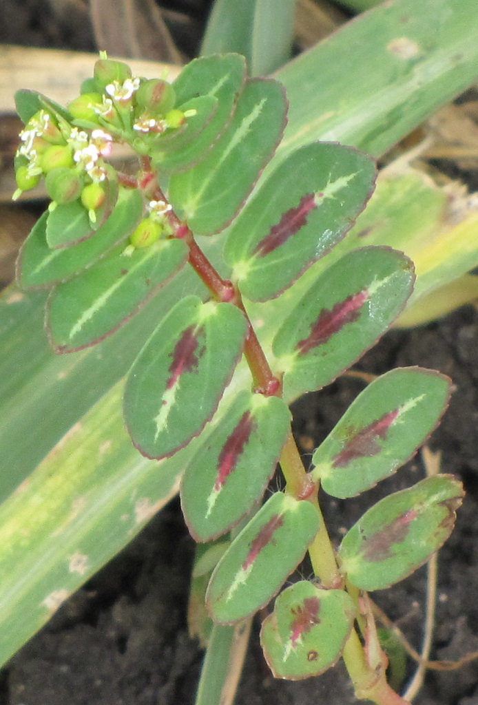 Plantsnap – Identify Plants, Trees, Mushrooms With An App