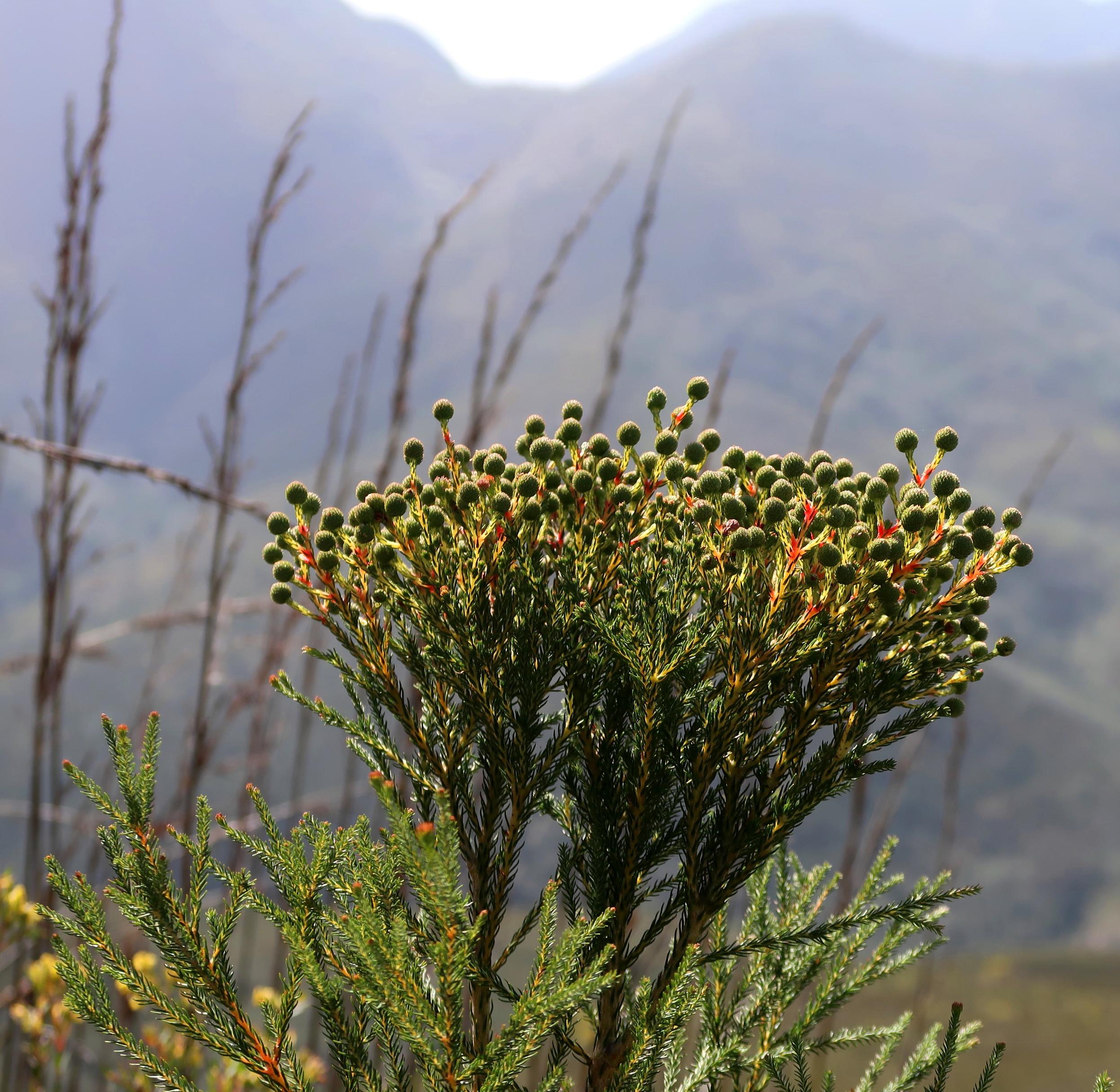 Plantsnap – Identify Plants, Trees, Mushrooms With An App