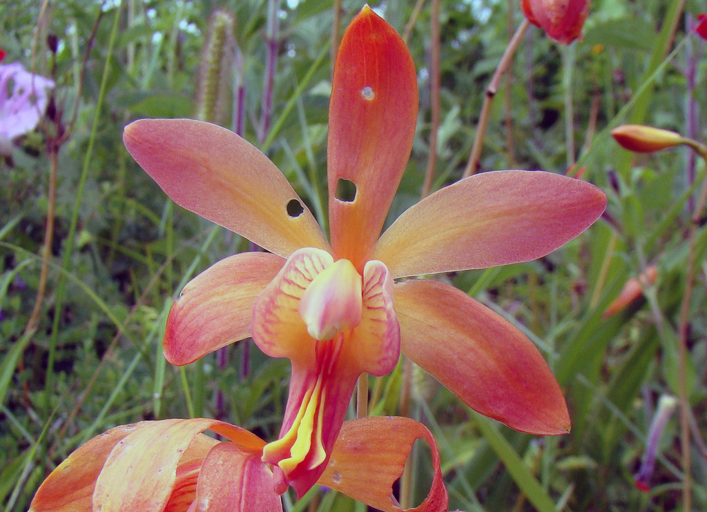 Plantsnap – Identify Plants, Trees, Mushrooms With An App