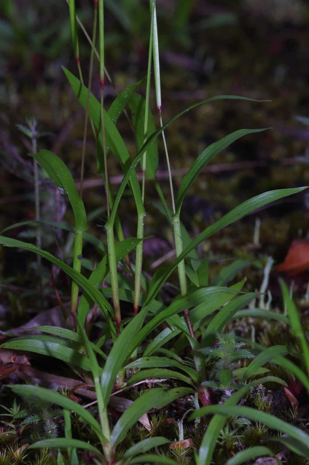 Plantsnap – Identify Plants, Trees, Mushrooms With An App