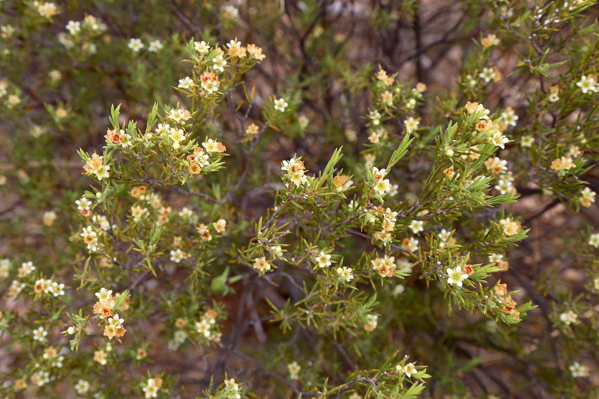 Plantsnap – Identify Plants, Trees, Mushrooms With An App