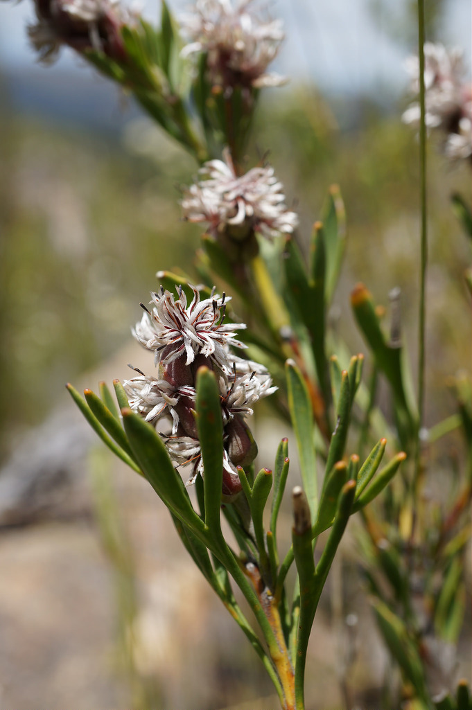 Plantsnap – Identify Plants, Trees, Mushrooms With An App