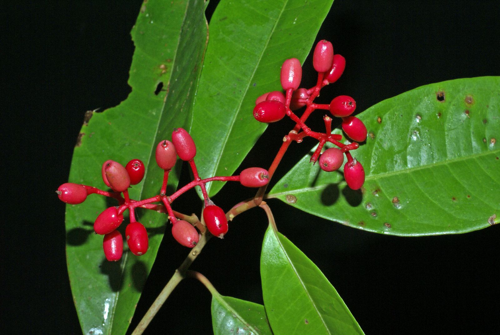 Plantsnap – Identify Plants, Trees, Mushrooms With An App