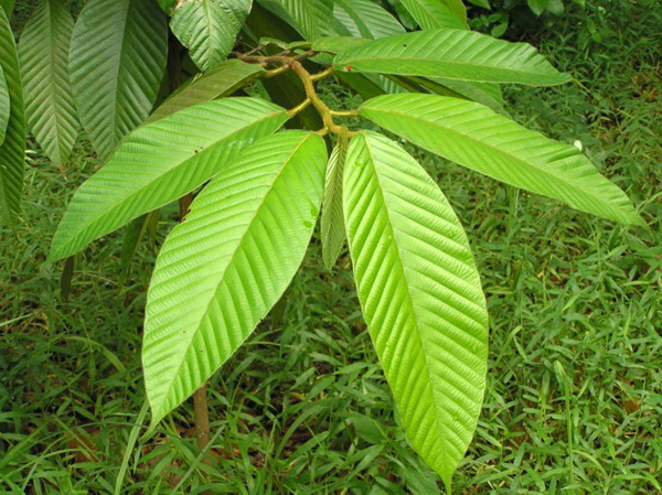 Plantsnap – Identify Plants, Trees, Mushrooms With An App