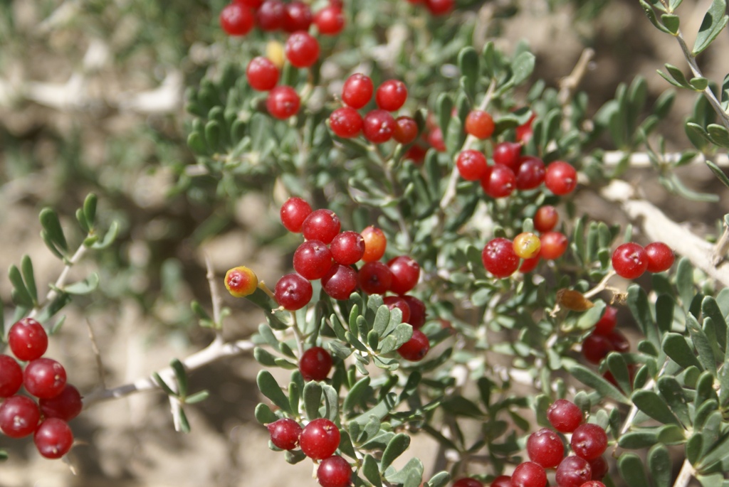 Plantsnap – Identify Plants, Trees, Mushrooms With An App