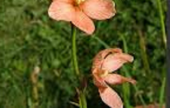 Plantsnap – Identify Plants, Trees, Mushrooms With An App