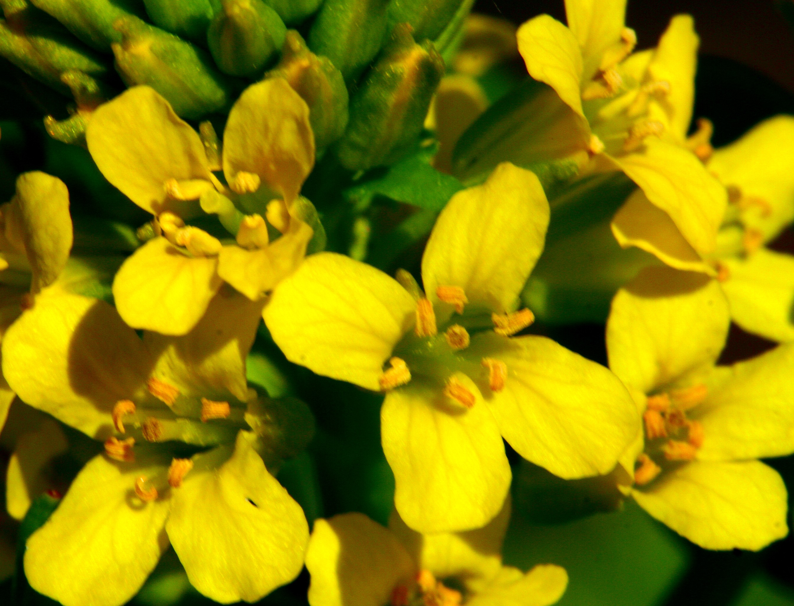 Plantsnap – Identify Plants, Trees, Mushrooms With An App