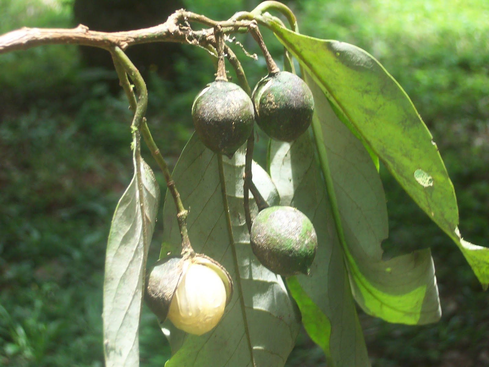 Plantsnap – Identify Plants, Trees, Mushrooms With An App