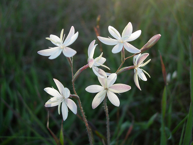 Plantsnap – Identify Plants, Trees, Mushrooms With An App