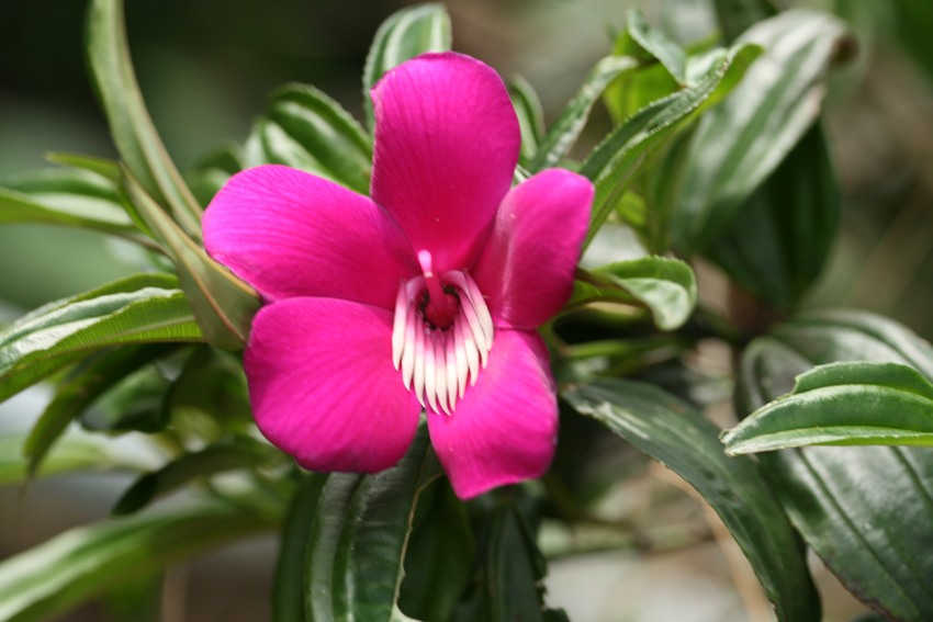 Plantsnap – Identify Plants, Trees, Mushrooms With An App