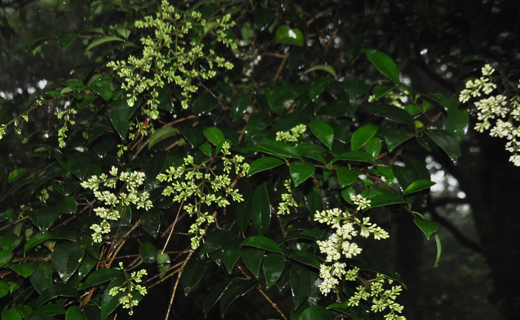 Plantsnap – Identify Plants, Trees, Mushrooms With An App