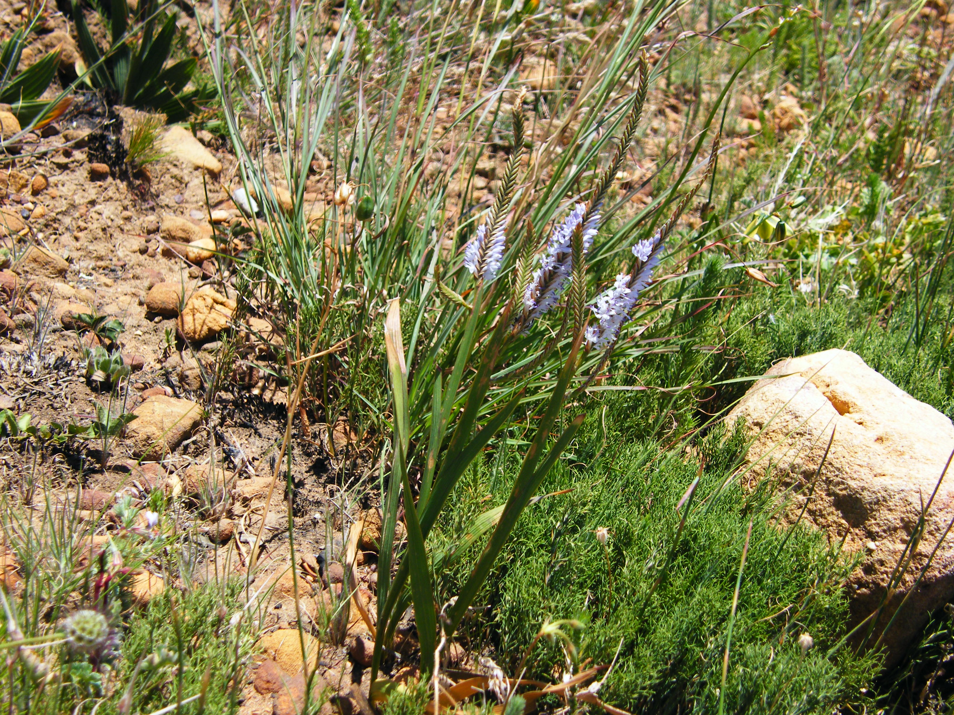 Plantsnap – Identify Plants, Trees, Mushrooms With An App