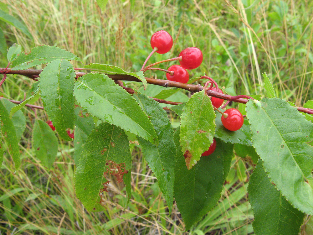 How to care for Pin cherry - Complete Plant Care Guide | PlantSnap ...