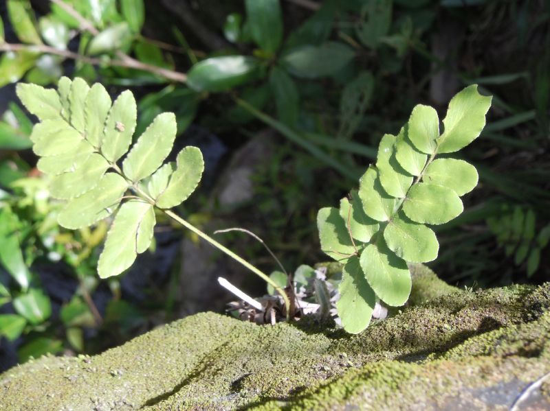 Plantsnap – Identify Plants, Trees, Mushrooms With An App