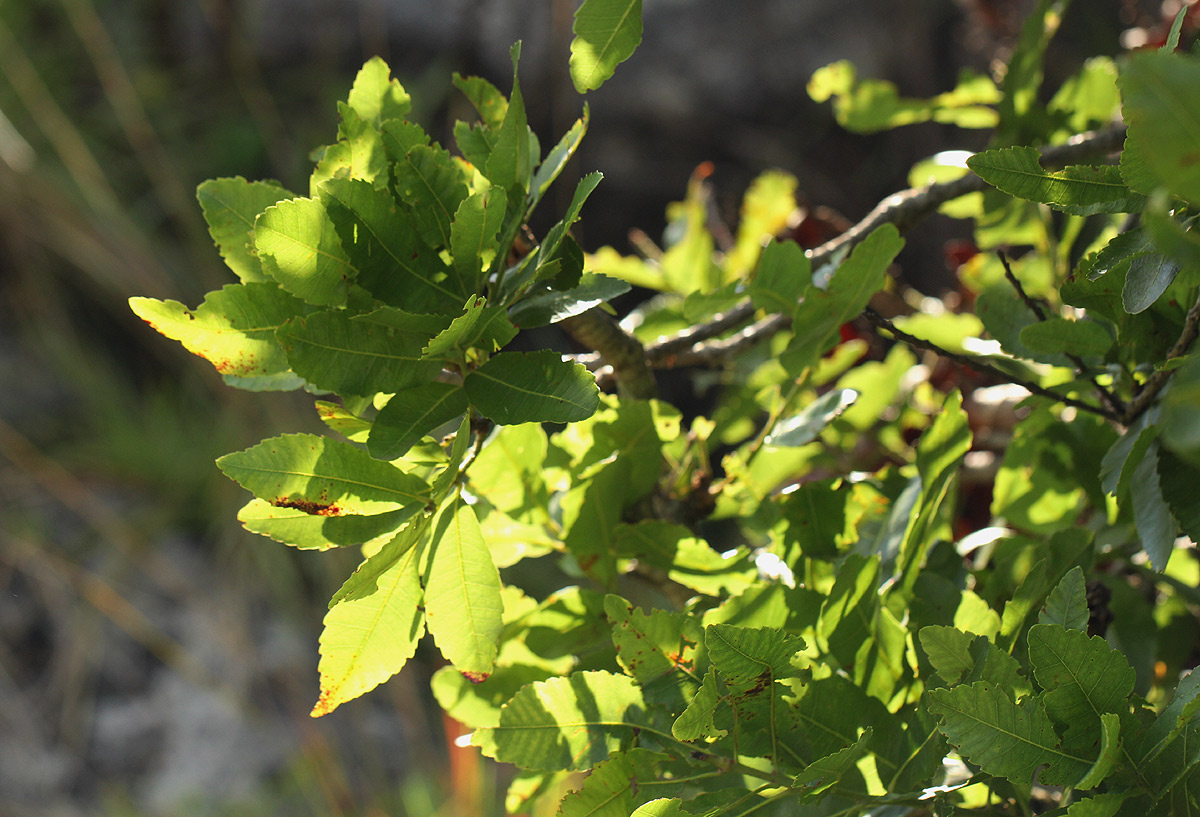 Plantsnap – Identify Plants, Trees, Mushrooms With An App