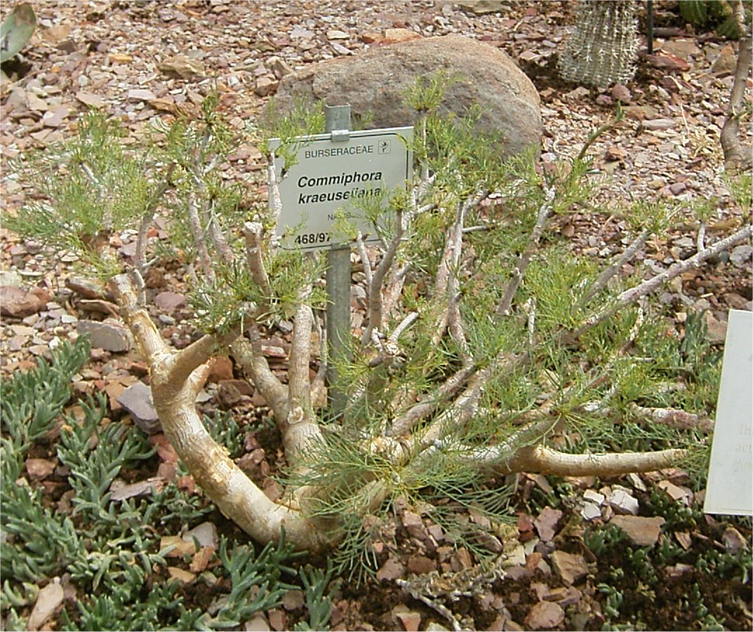 Plantsnap – Identify Plants, Trees, Mushrooms With An App