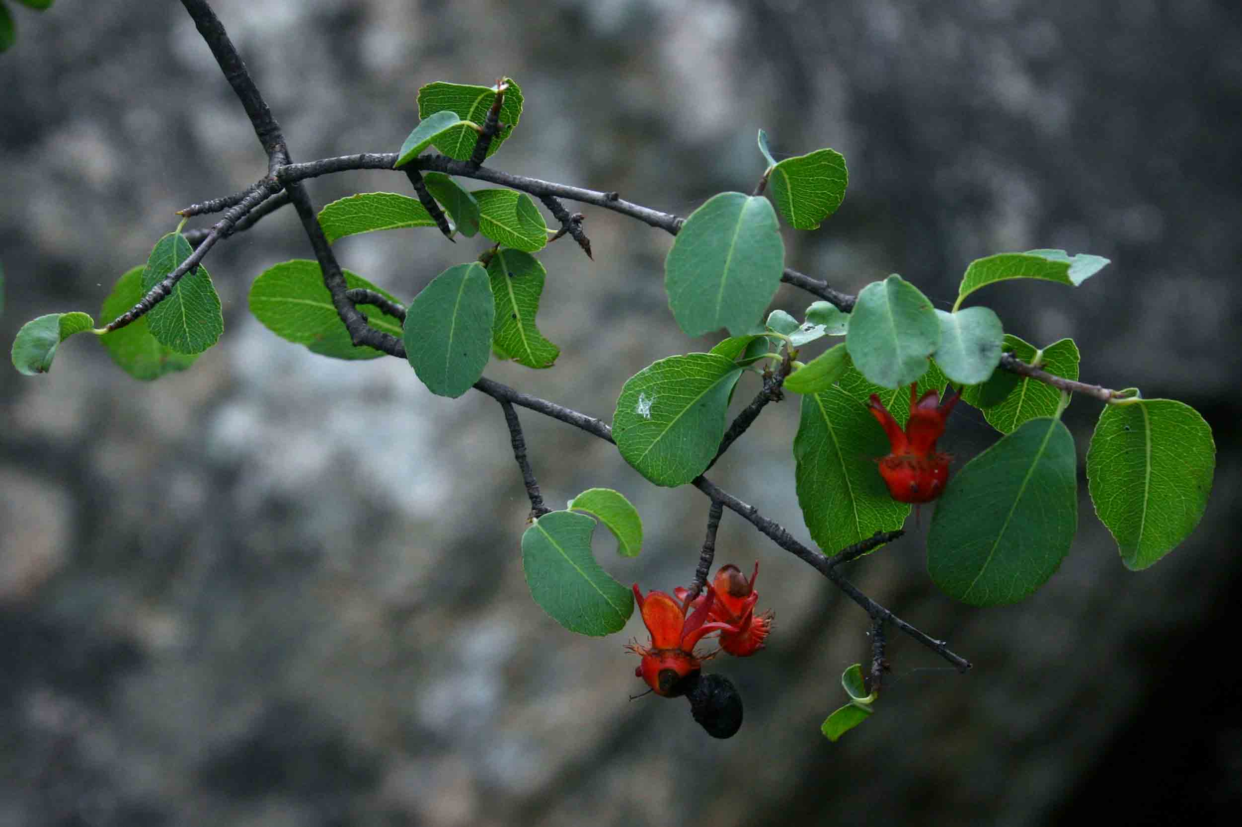Plantsnap – Identify Plants, Trees, Mushrooms With An App