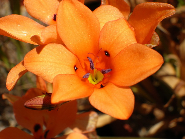 Plantsnap – Identify Plants, Trees, Mushrooms With An App